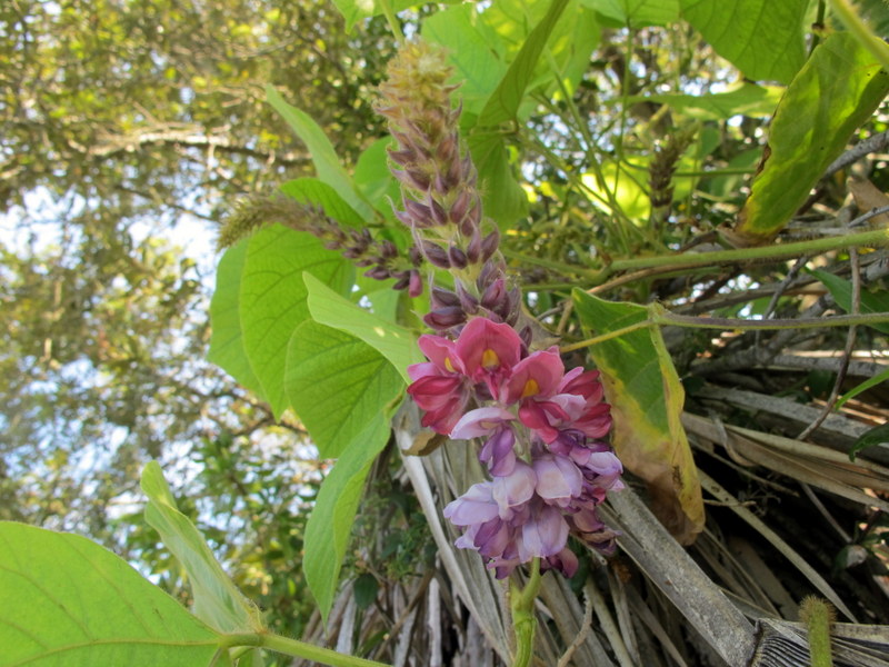 FLORA NEL SALENTO e.. anche altrove: Pueraria lobata (Willd.) Ohwi ...