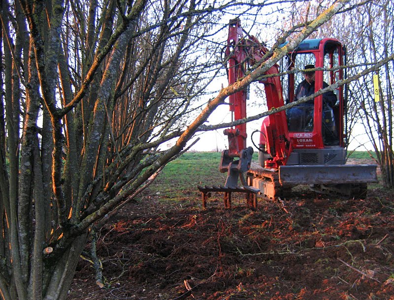 Truffes de Bourgogne - Aux Deux Caveurs: Créer une Truffière - Quels ...