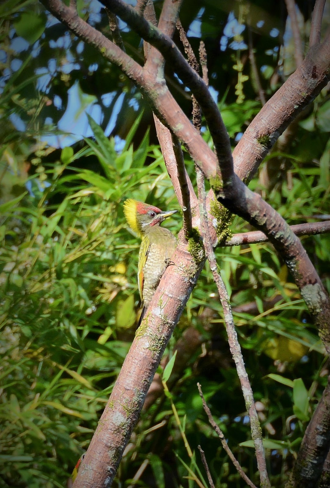 Woodpeckers of the World: Vietnam - Woodpeckers