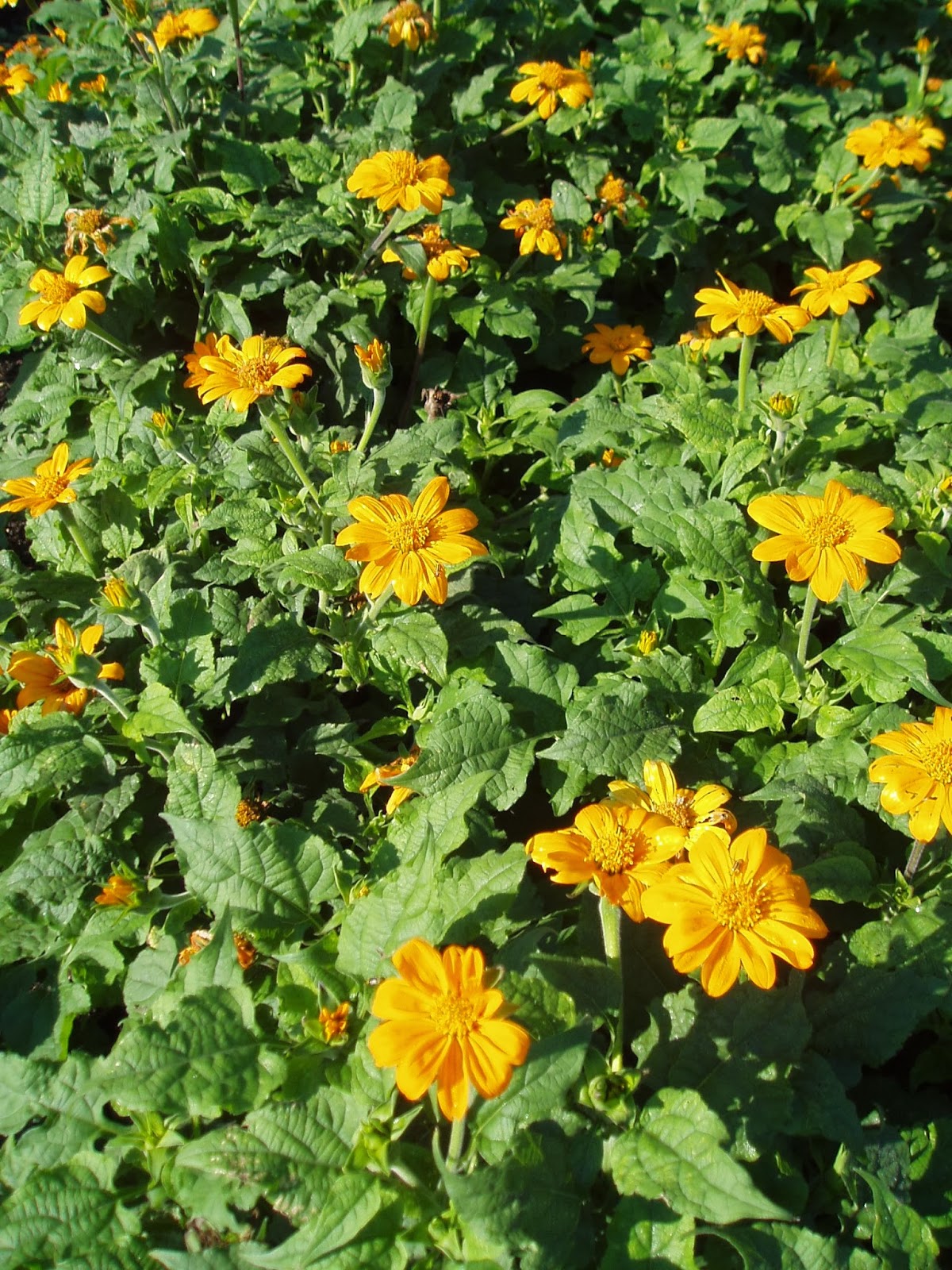 Rotary Botanical Gardens - Hort Blog: Tease Monarchs With Tithonia
