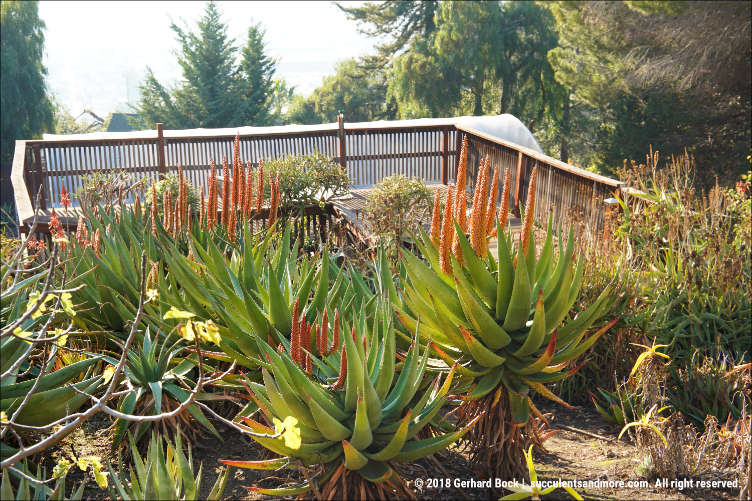 John Miller's Oakland aloe garden (Institute for Aloe Studies)