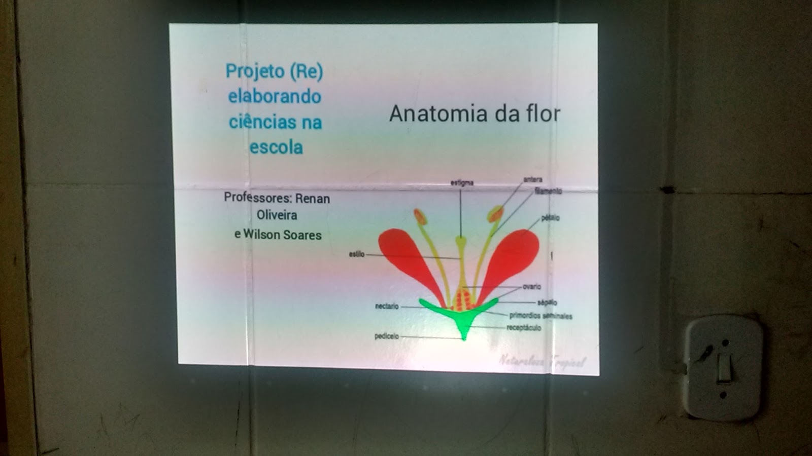 ANATOMIA DA FLOR