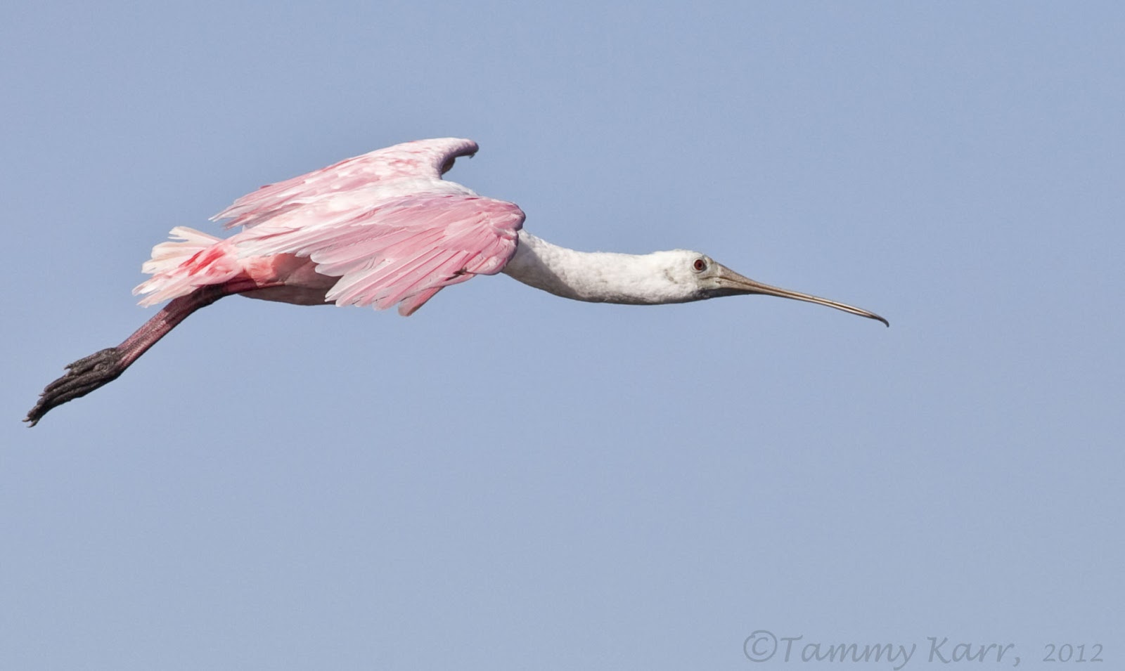 Birding Is Fun!: The Wonder of Wings