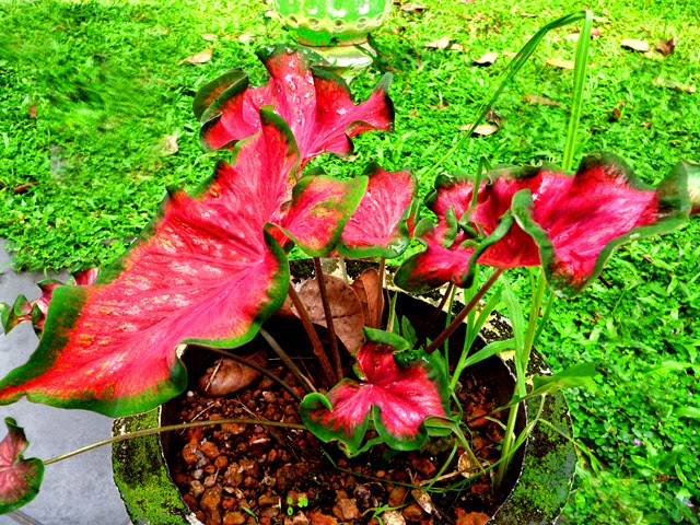 Types of Caladiums- Angel wings | SL Flora