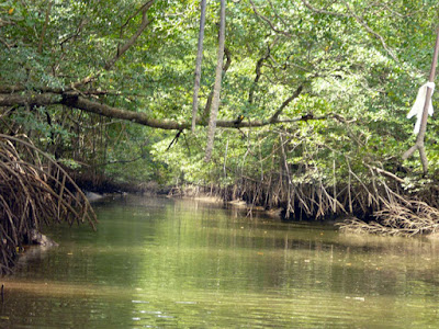 ¿Que es un manglar? ~ Natural Place