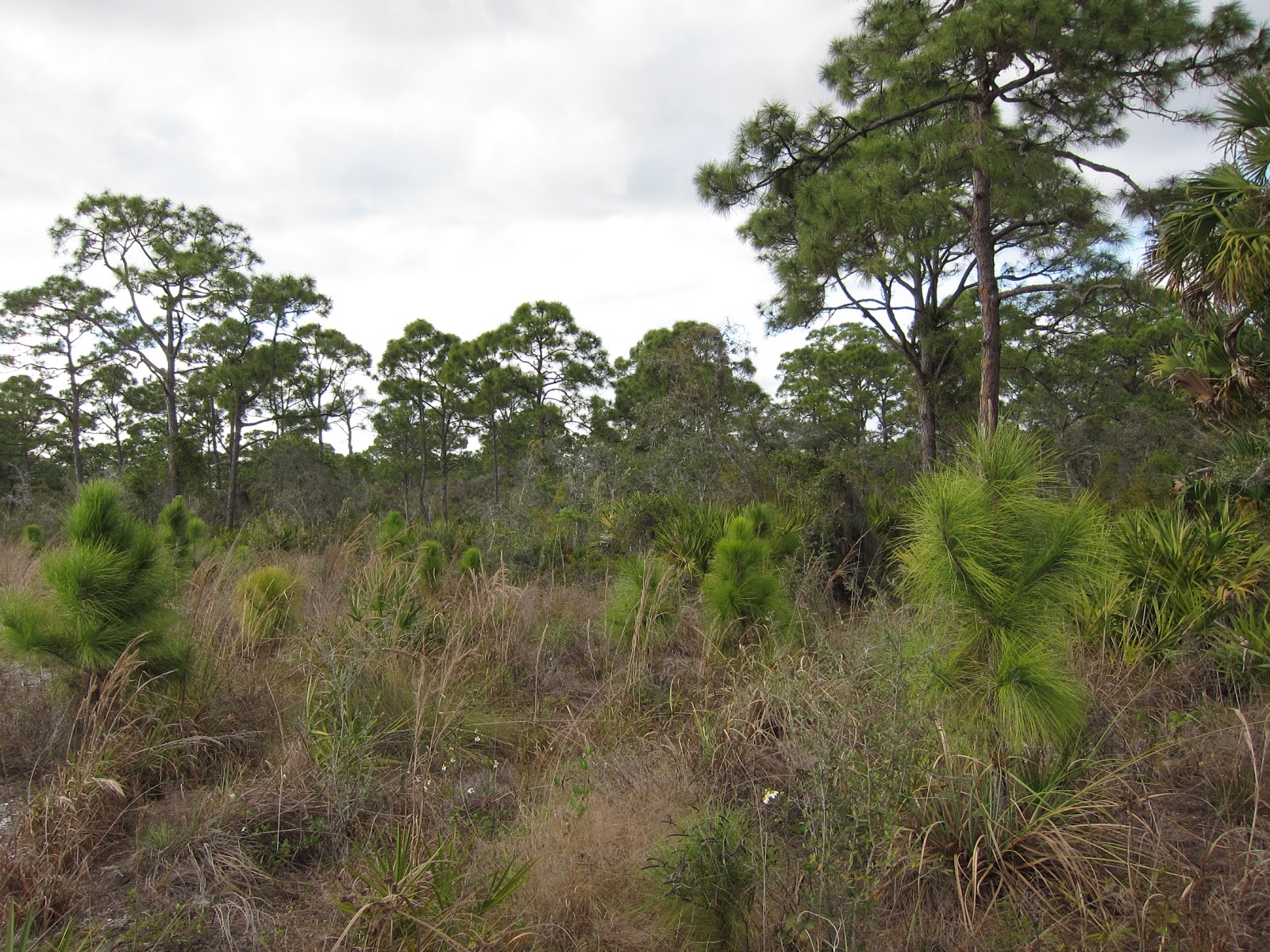 A LA RECHERCHE DE - IN SEARCH OF...: Pine Flatwoods