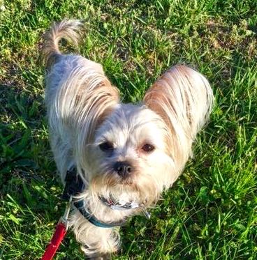 Pete and the Wonder Egg