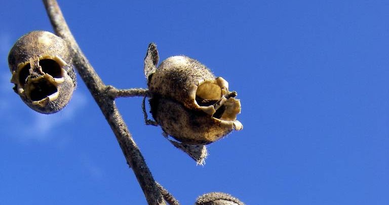 The Dragon’s Skull: The Macabre Appearance of Snapdragon Seed Pods ...
