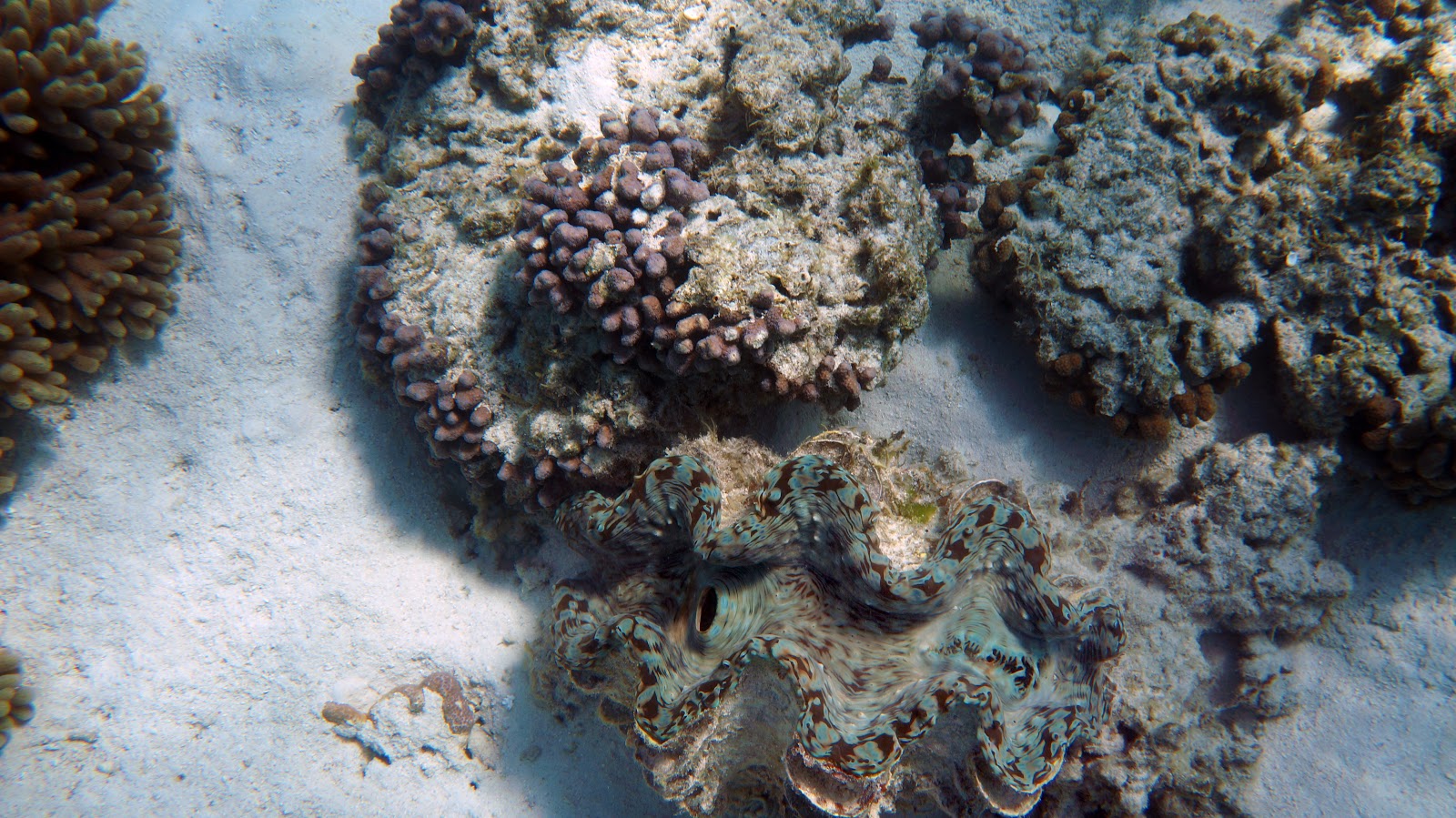 Snorkeling the Ningaloo Reef (Ningaloo Marine Park) ~ The Long Way's Better