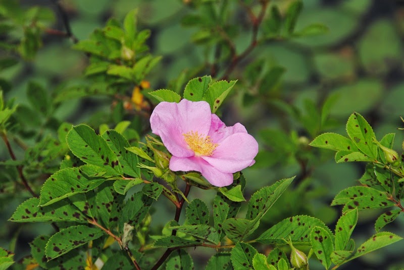 Southeastern PA Hiking: Lake Towhee County Park