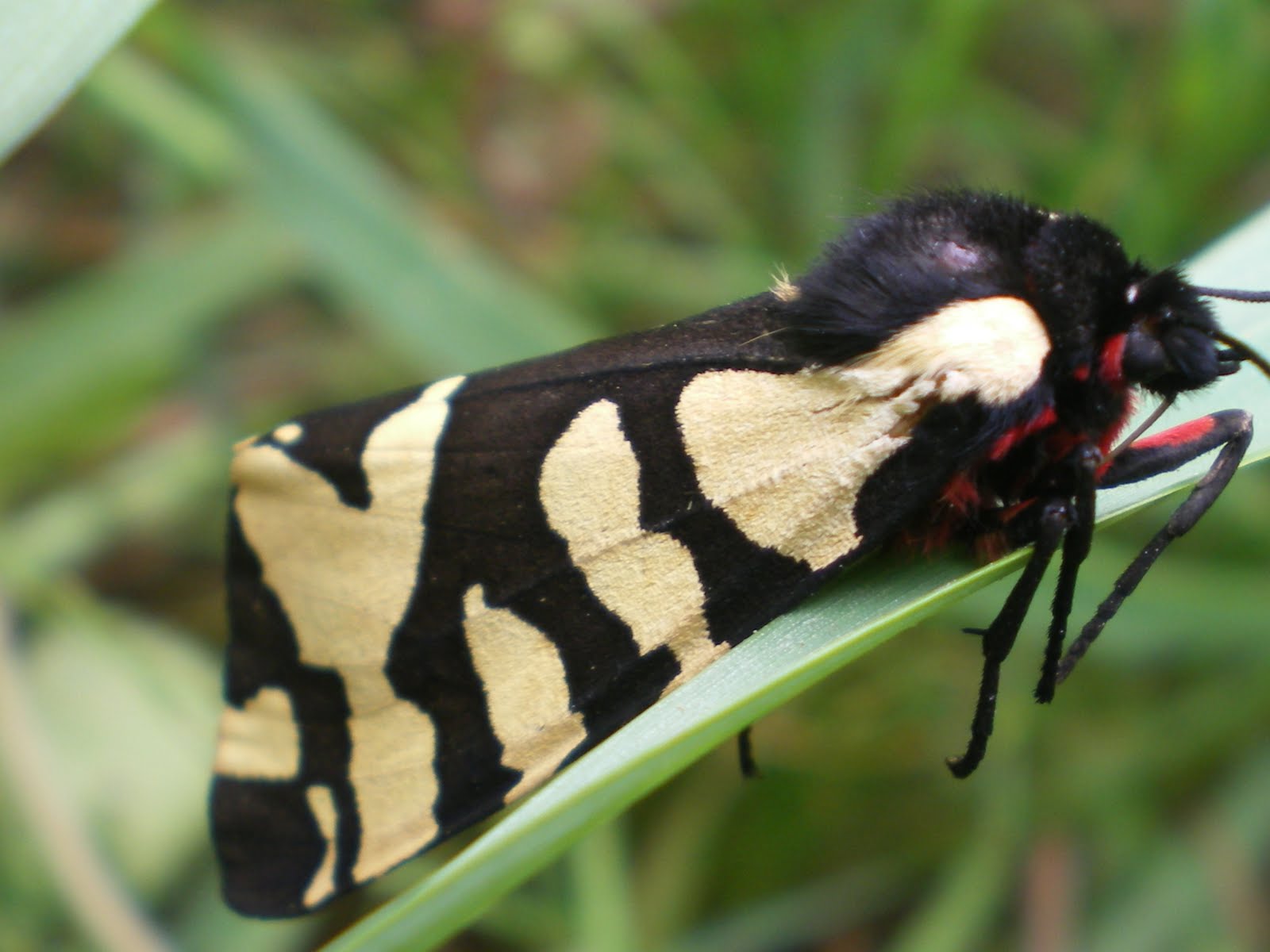 INSECTOS: LEPIDÓPTEROS