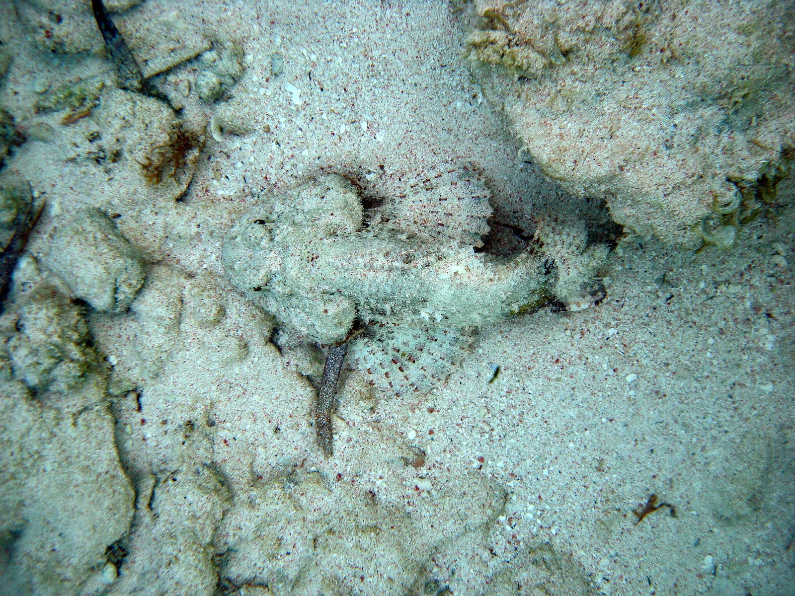 Photos de plongée - Poissons des Caraïbes