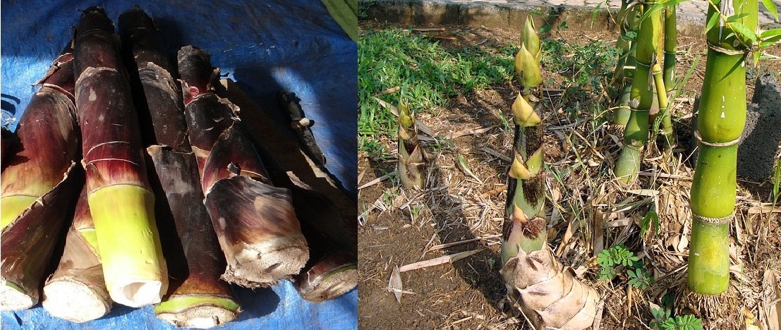 Extraordinary Facts of Plants: Ways to Eat a Bamboo (Recipes)