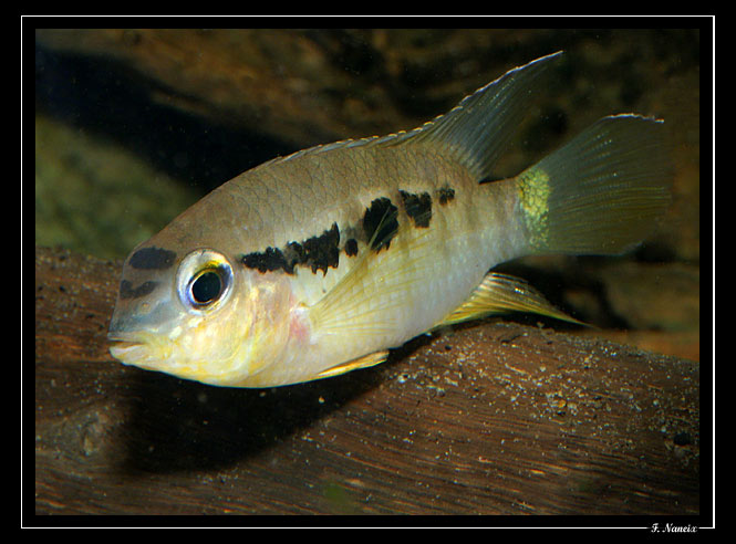 Mahengechromis: La prima specie del 2012: Krobia xinguensis