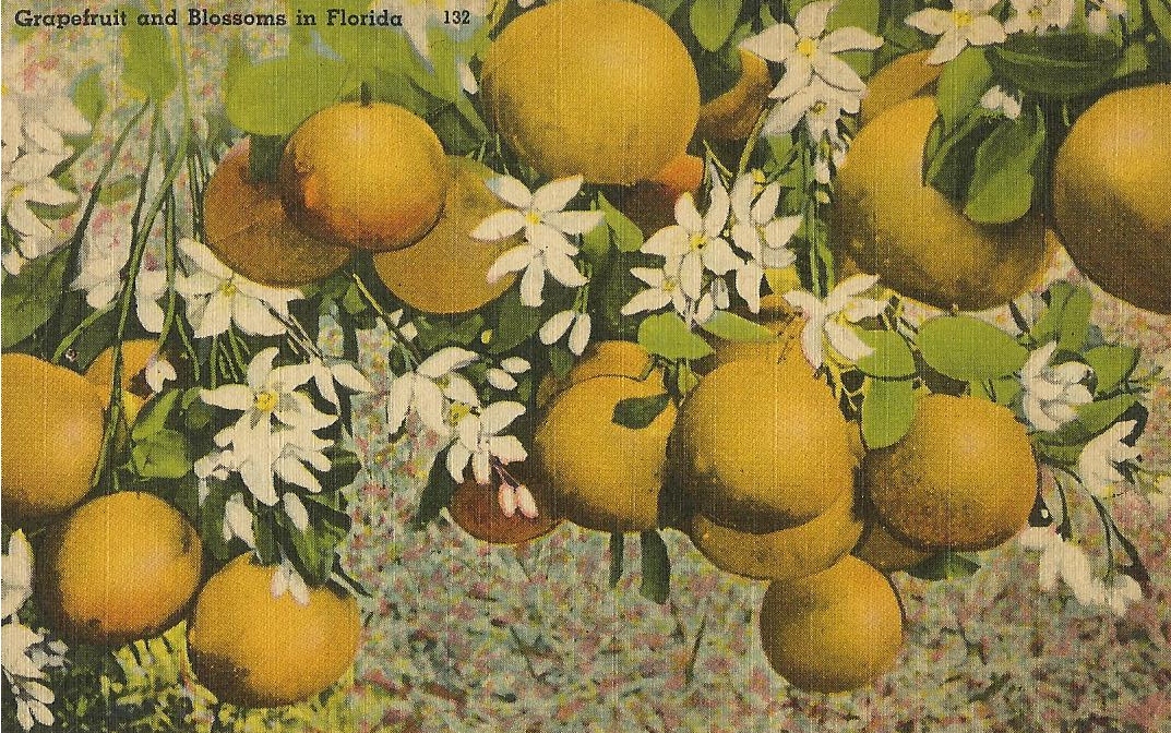 Vintage Travel Postcards: Florida Citrus