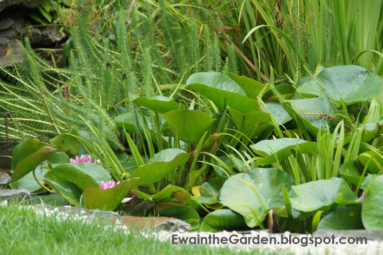 Ewa in the Garden: August 2013