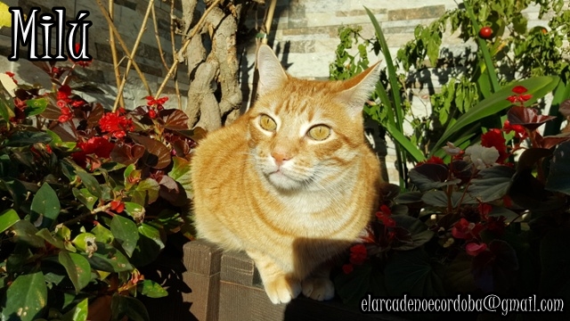 maria.fernandez.parrilla.animalista DIFUSION DE ANIMALES SIN HOGAR ...