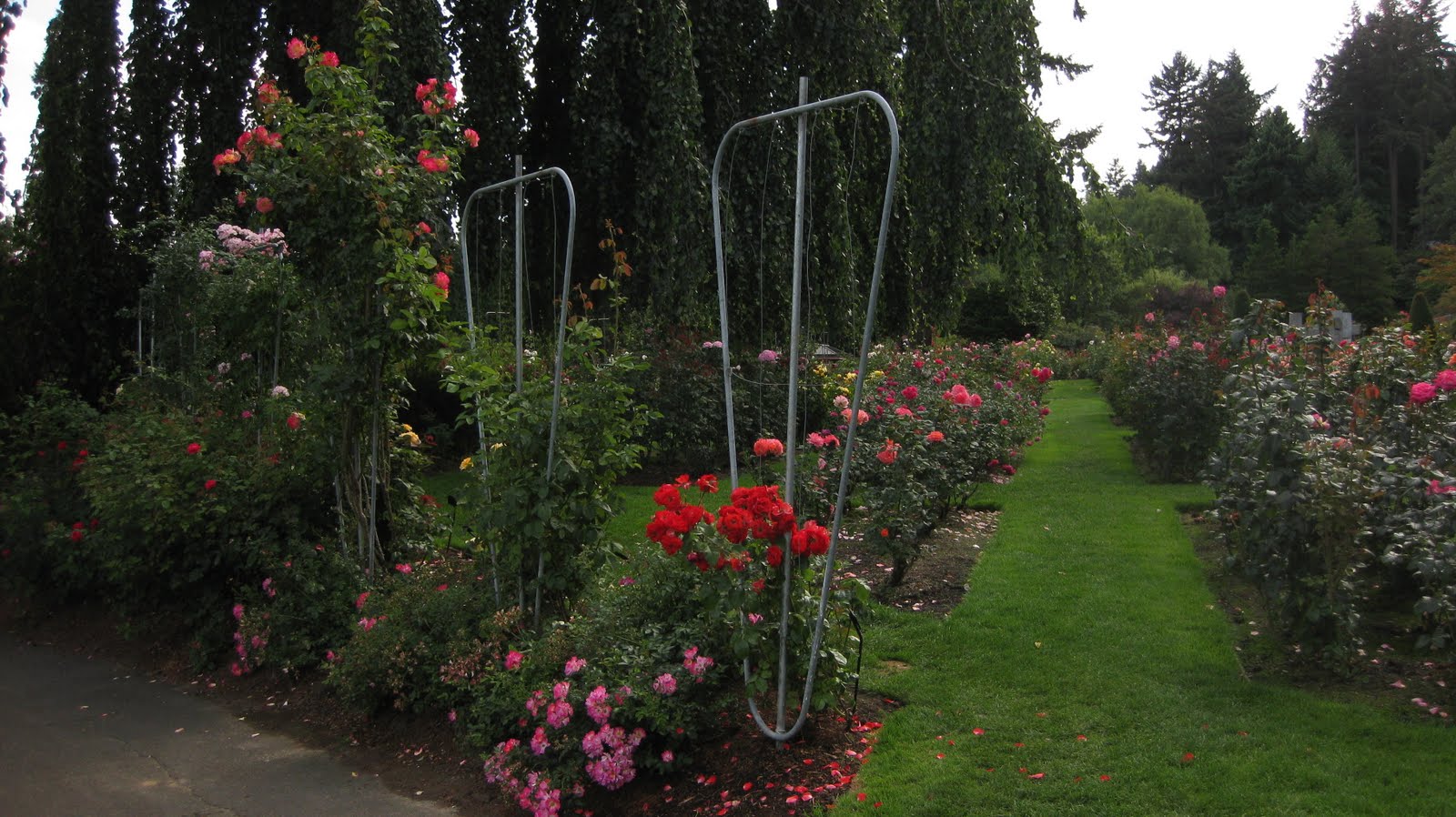 Kristin is Amazing: Washington Park Rose Garden