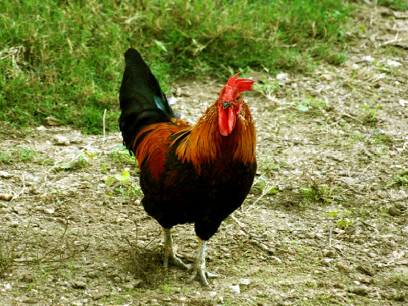 NEWS: Hen Wallpaper Background