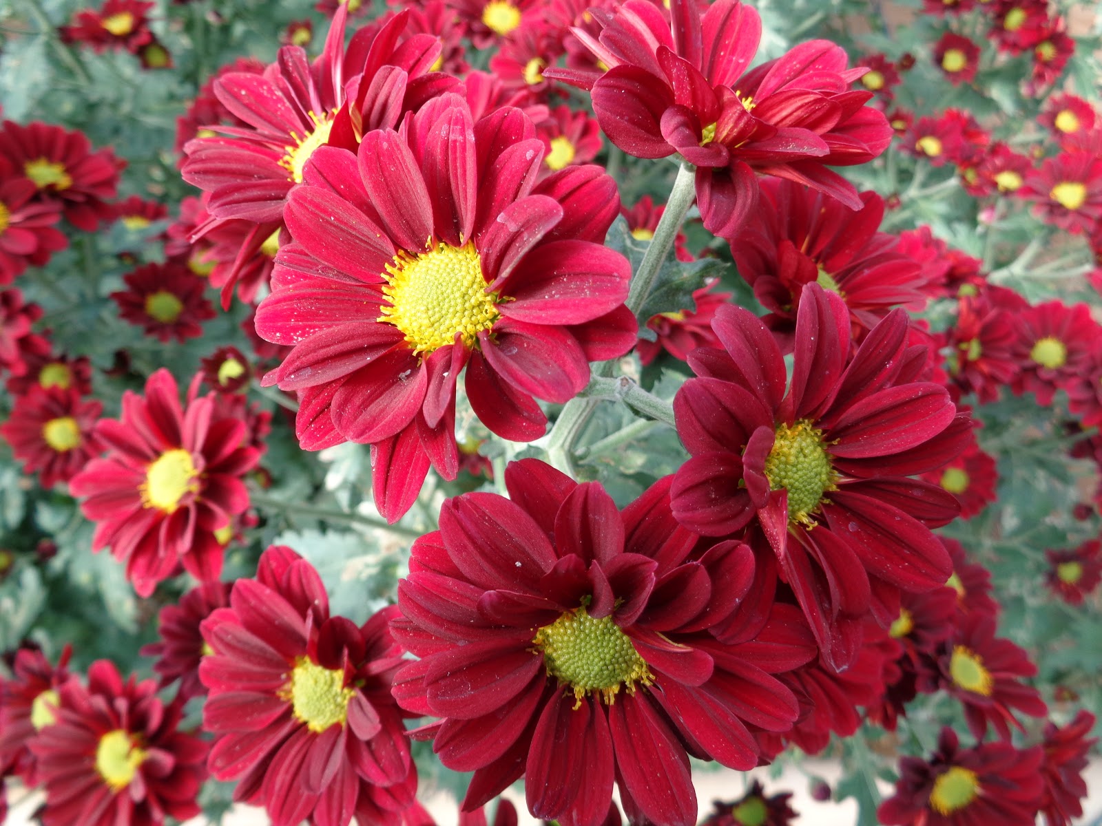 Tipe Bunga Krisan | Budidaya Tanaman