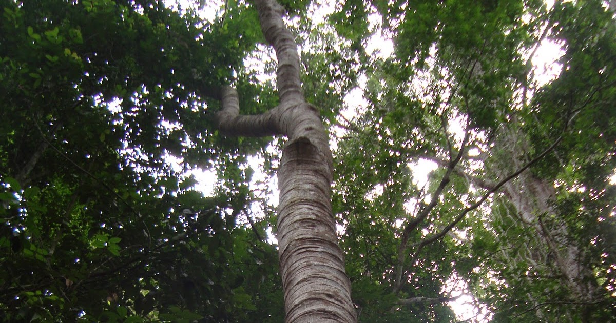 Gambar Kayu Keruing Info Keramik Spesial!