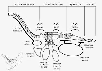 Animal Science Chicken Dissection: Skeleton and Bone