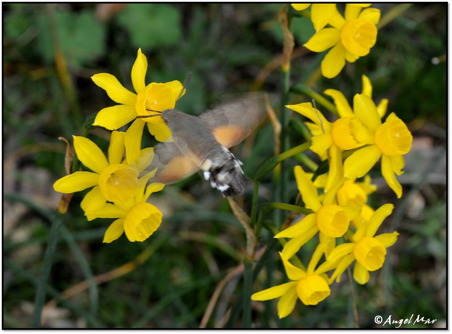 Flores y Bichos ***: Macroglossum stellatarum (Polilla Esfinge colibrí ...