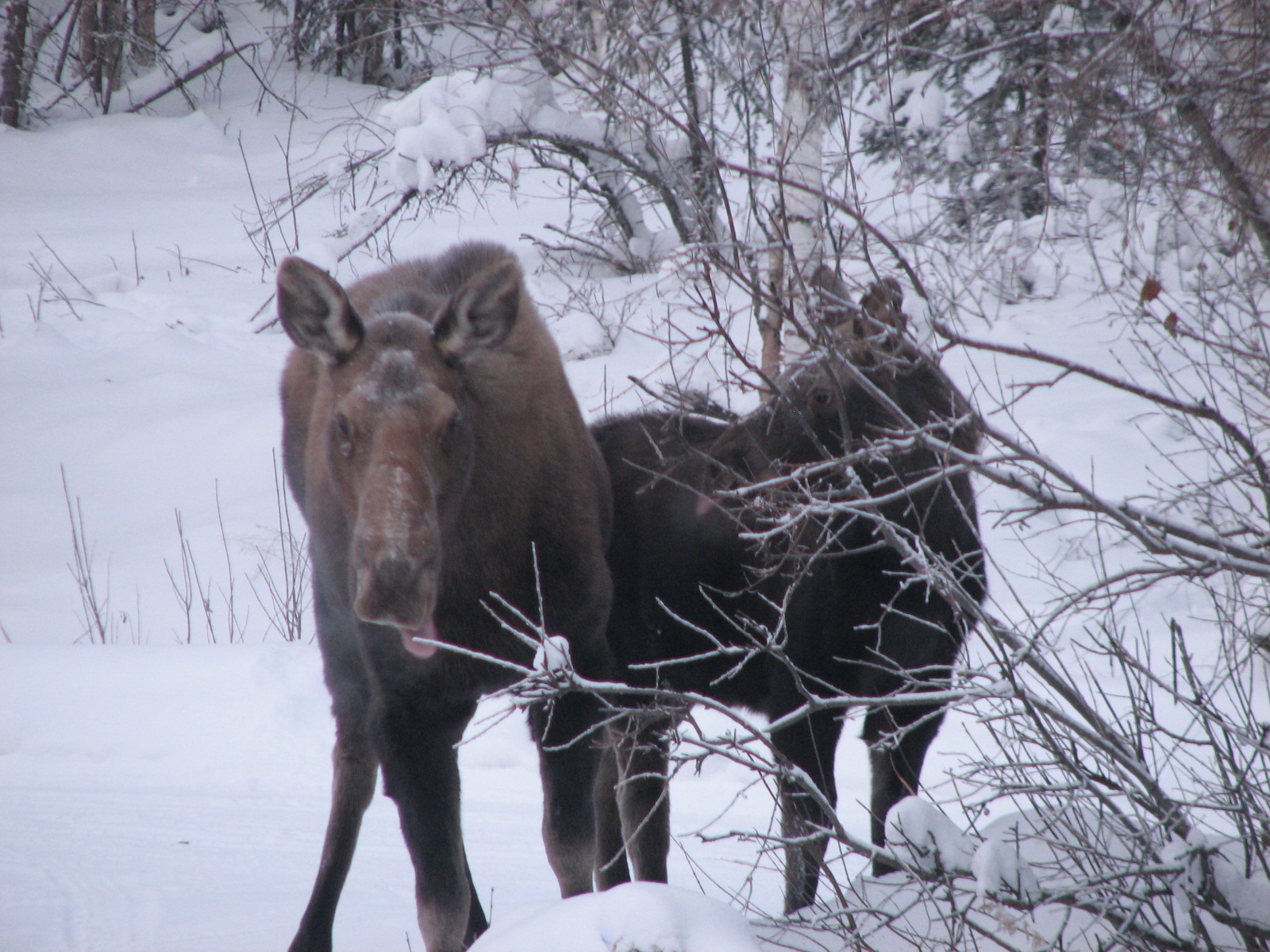 A Family is an Adventure: Charging Moose!