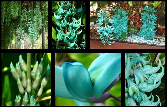 bukuku catatanku: BUNGA-BUNGA INI TERLANGKA DI DUNIA