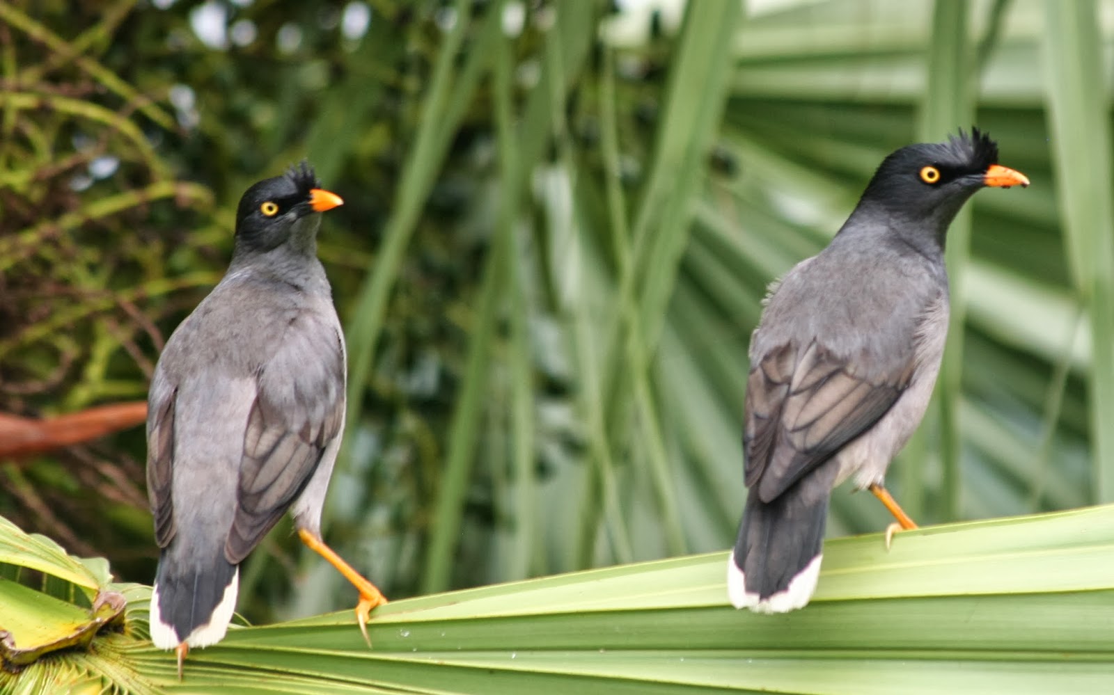 West Bank Witterings: Fiji Birds