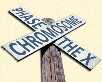 The Lineal Arboretum: Phasing the X-Chromosome