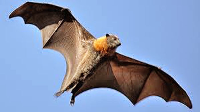 MISTERI KALONG RAKSASA