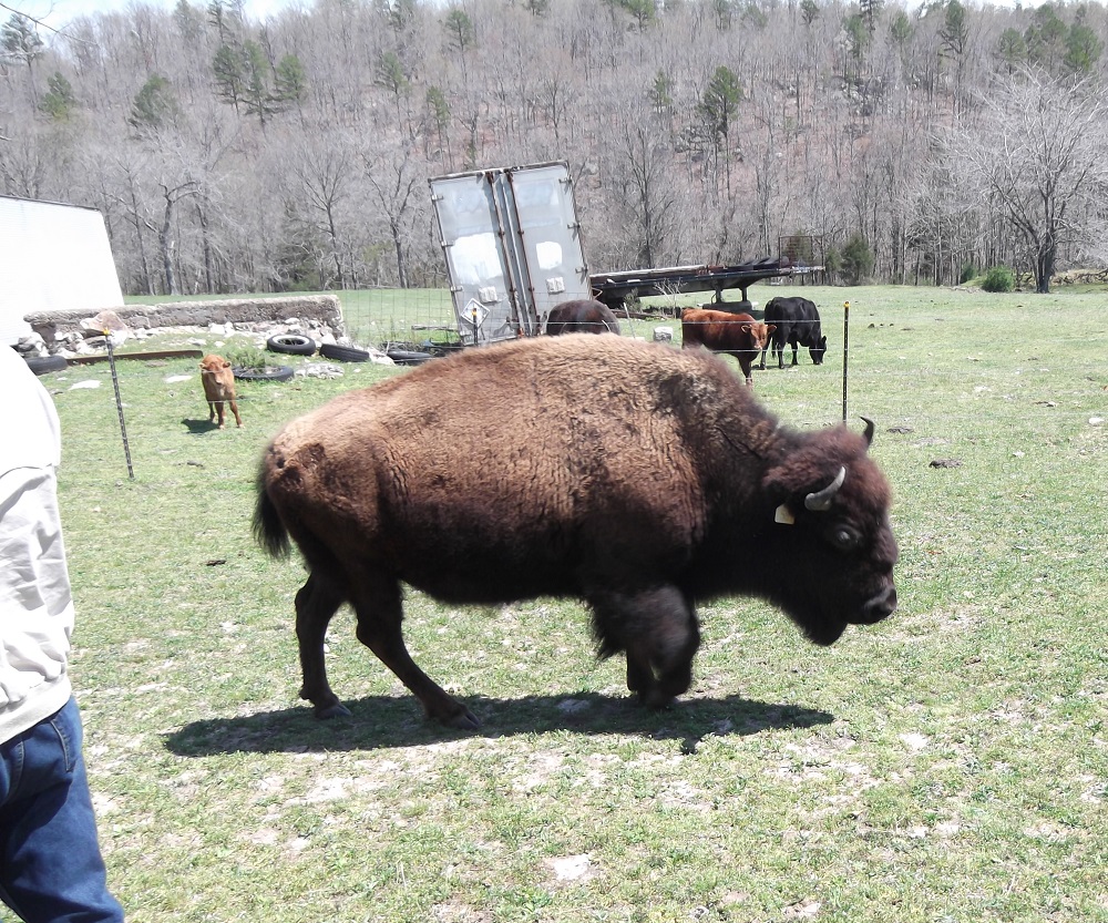 Ruthlynn's World: Beefalo me now