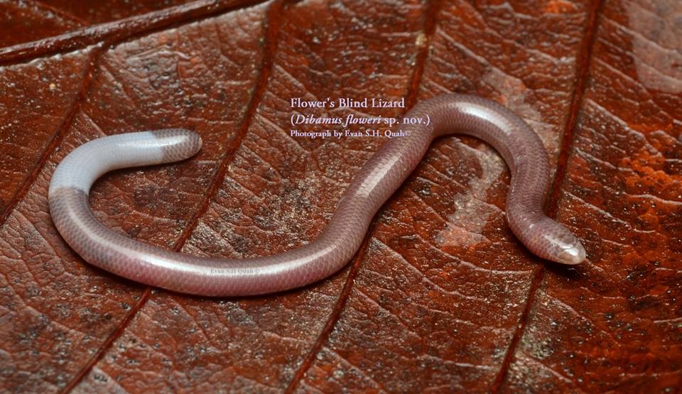 Species New to Science: [Herpetology • 2017] Dibamus floweri • A New ...