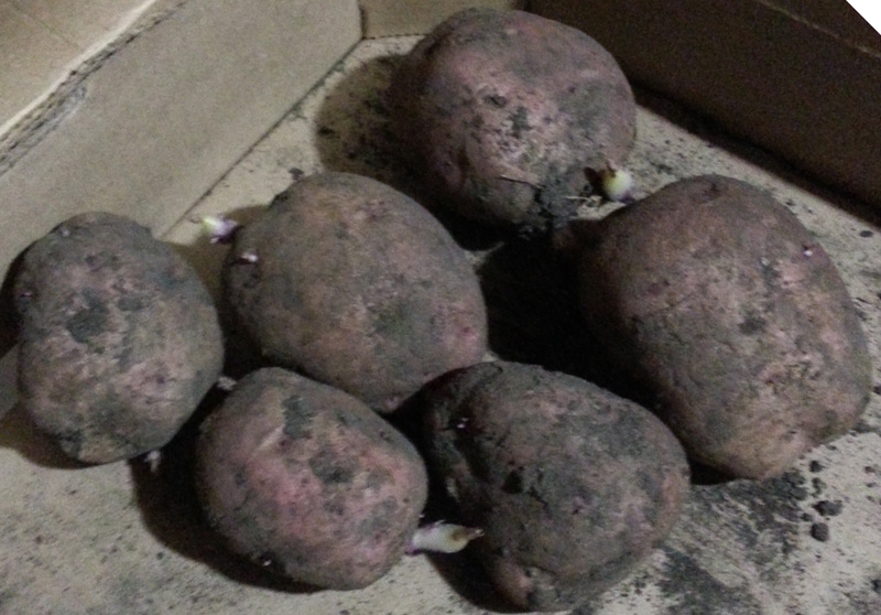 The Gardening Me: Potatoes - The Reveal and Some Surprises