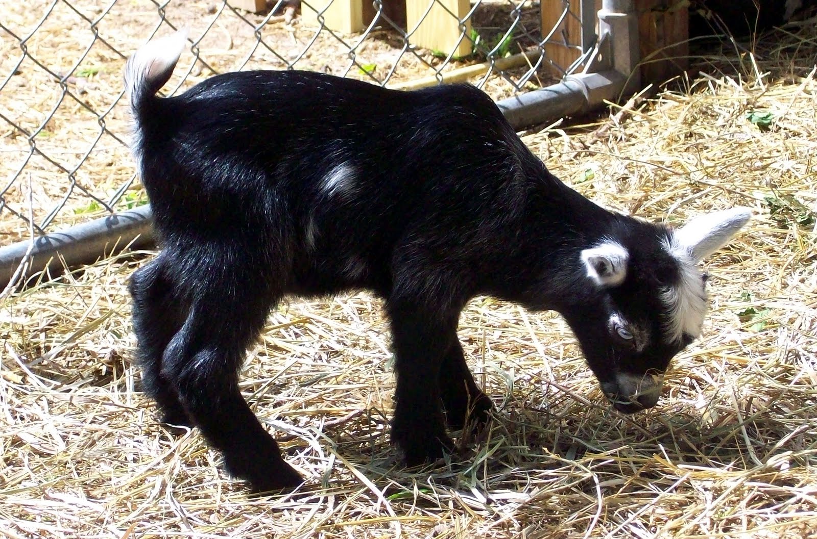 Homestead Roots: Meet the baby goats!!!