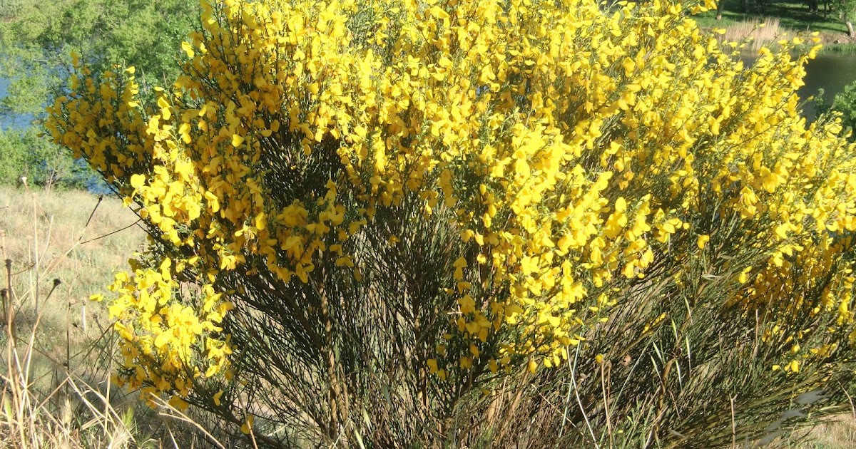 Plantas de Huerta Otea, Salamanca: Retama negra, escoba rubia (Cytisus ...