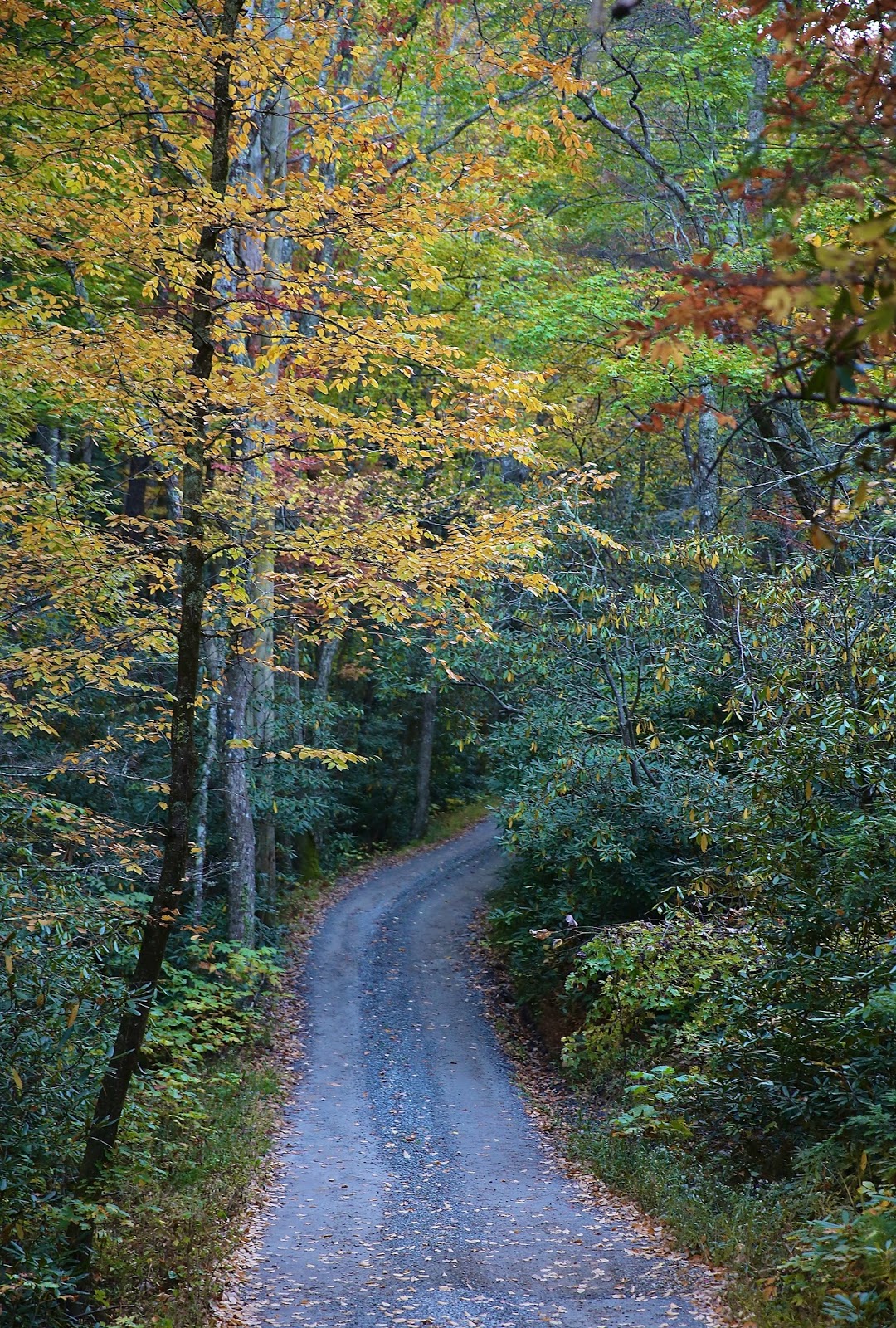 Sweet Southern Days: Parson Branch Road In The Great Smoky Mountains ...