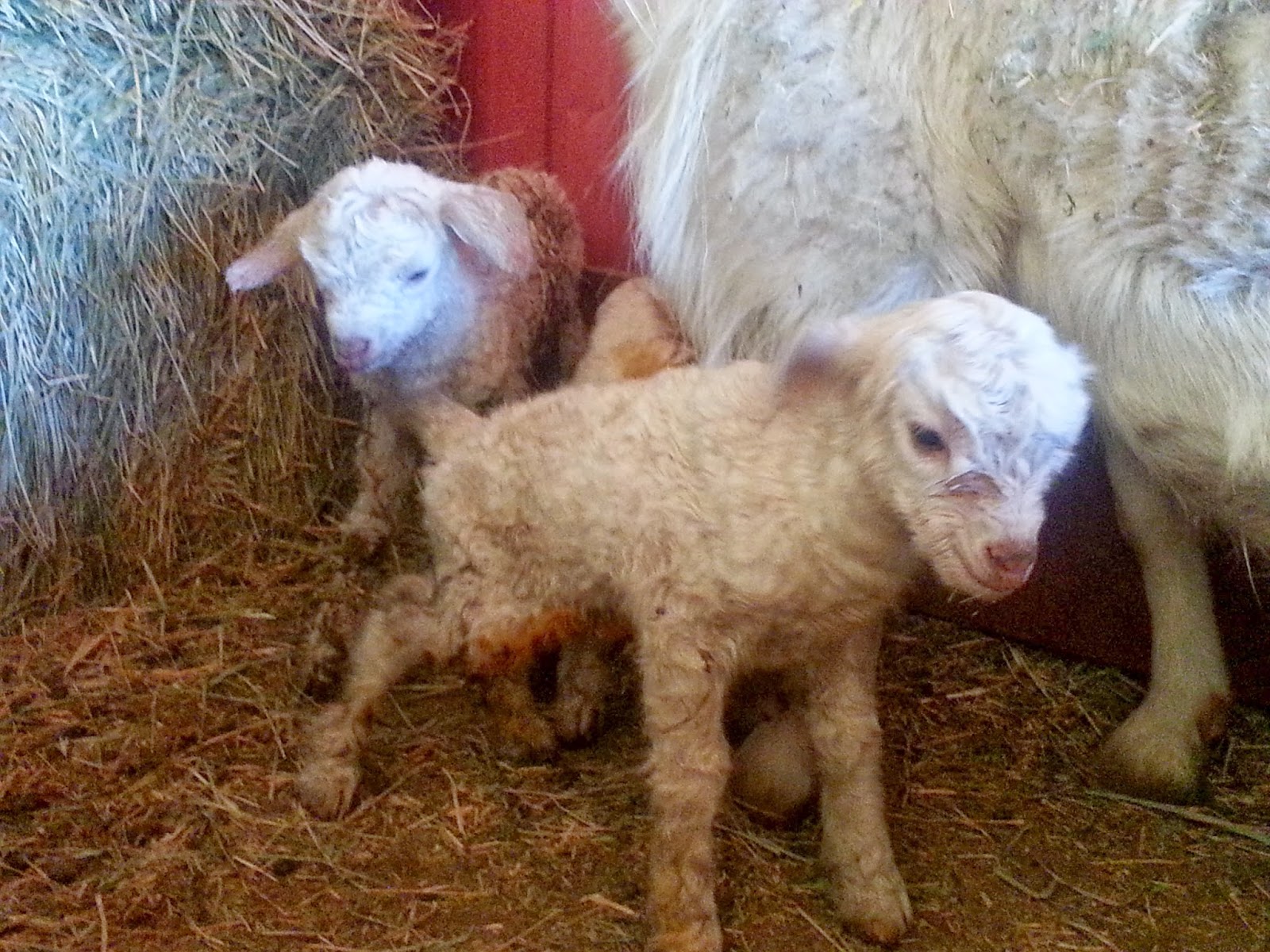 LIBERTY FARM CASHMERE GOATS: "Floppy kid" Syndrome
