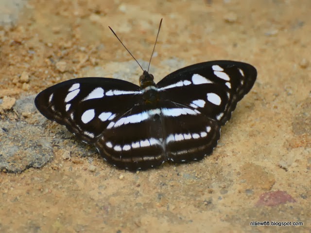 The Forested Path (and Beyond): BUTTERFLIES of RAUB: The Malay Staff ...
