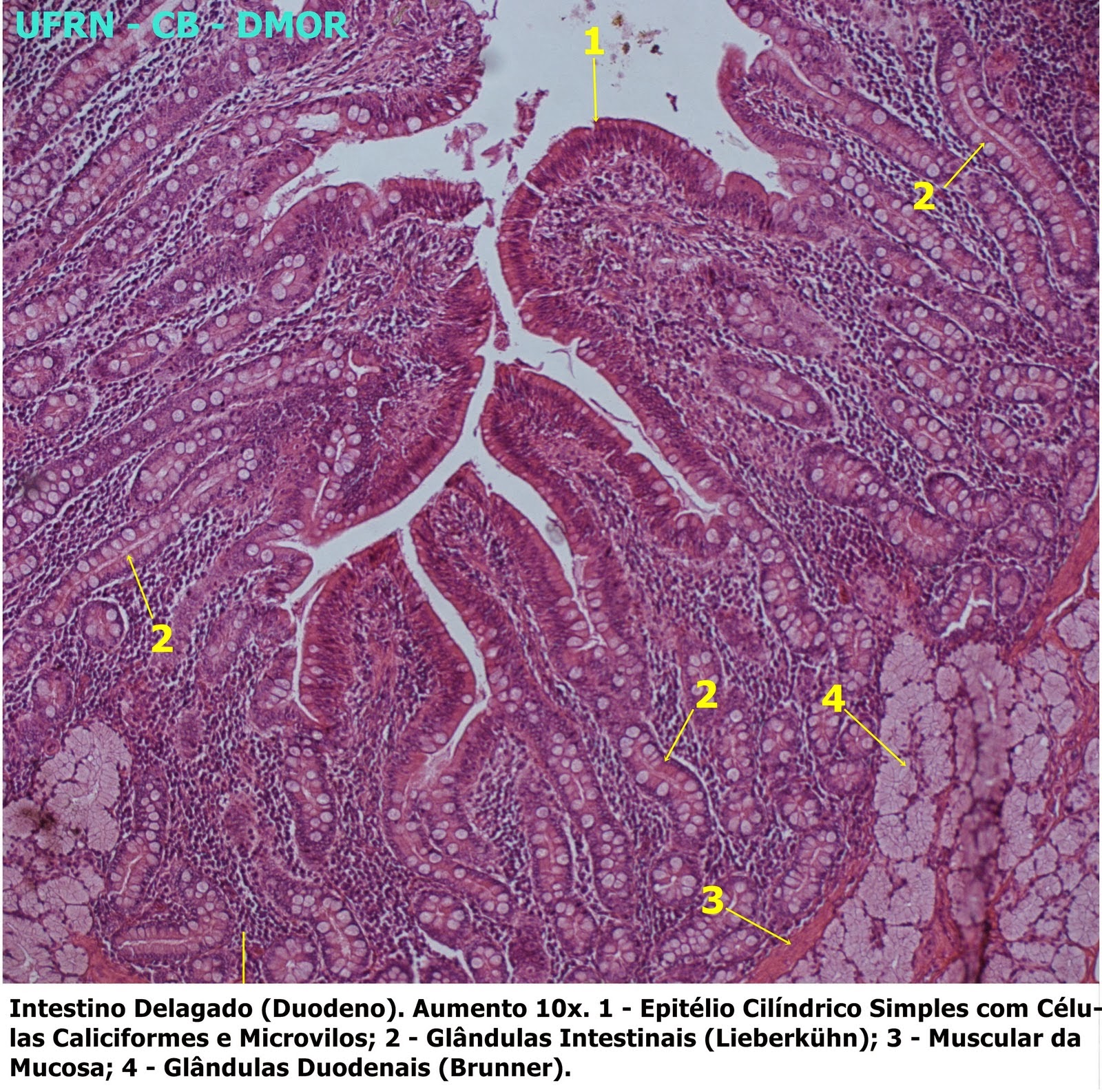 Histologia: Sistema Digestório