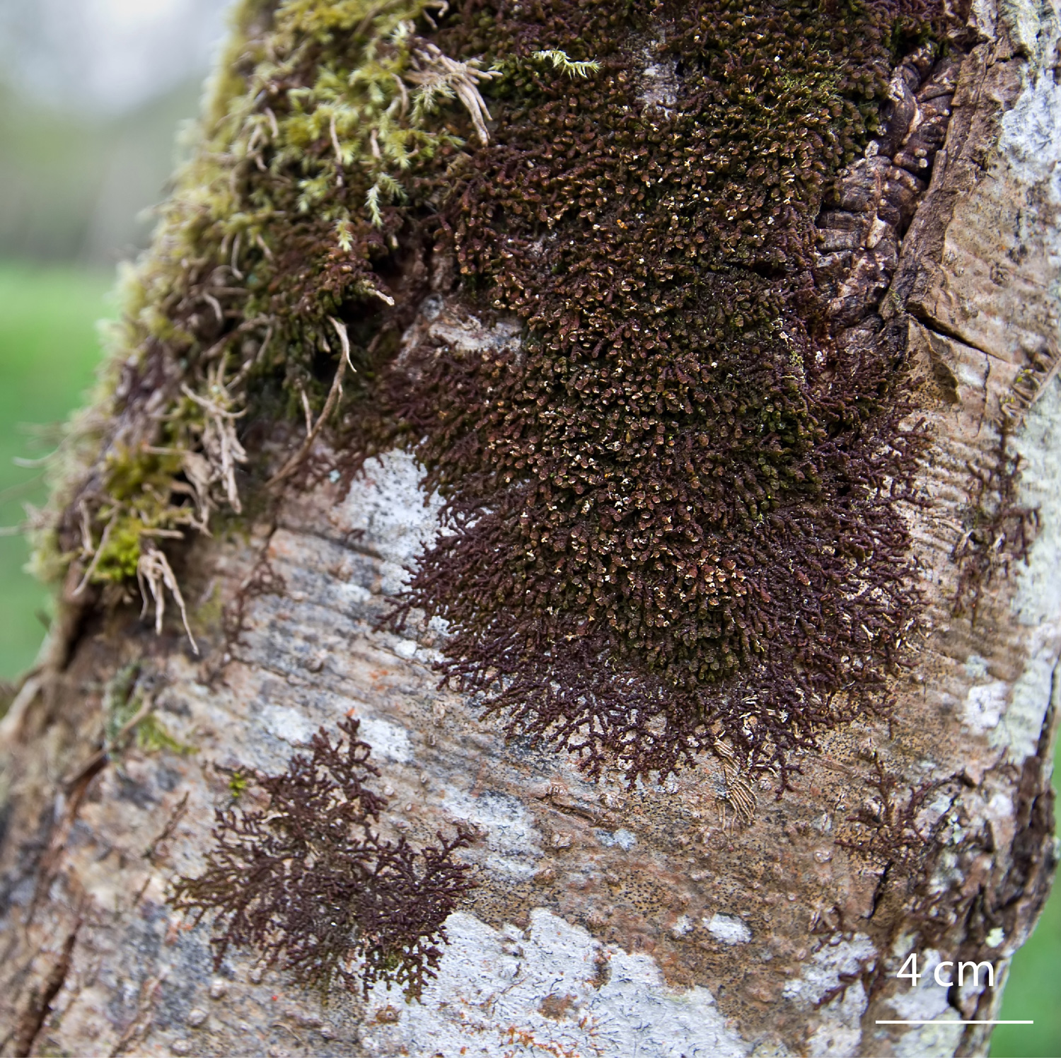 Proyecto Musgo: Frullania dilatata