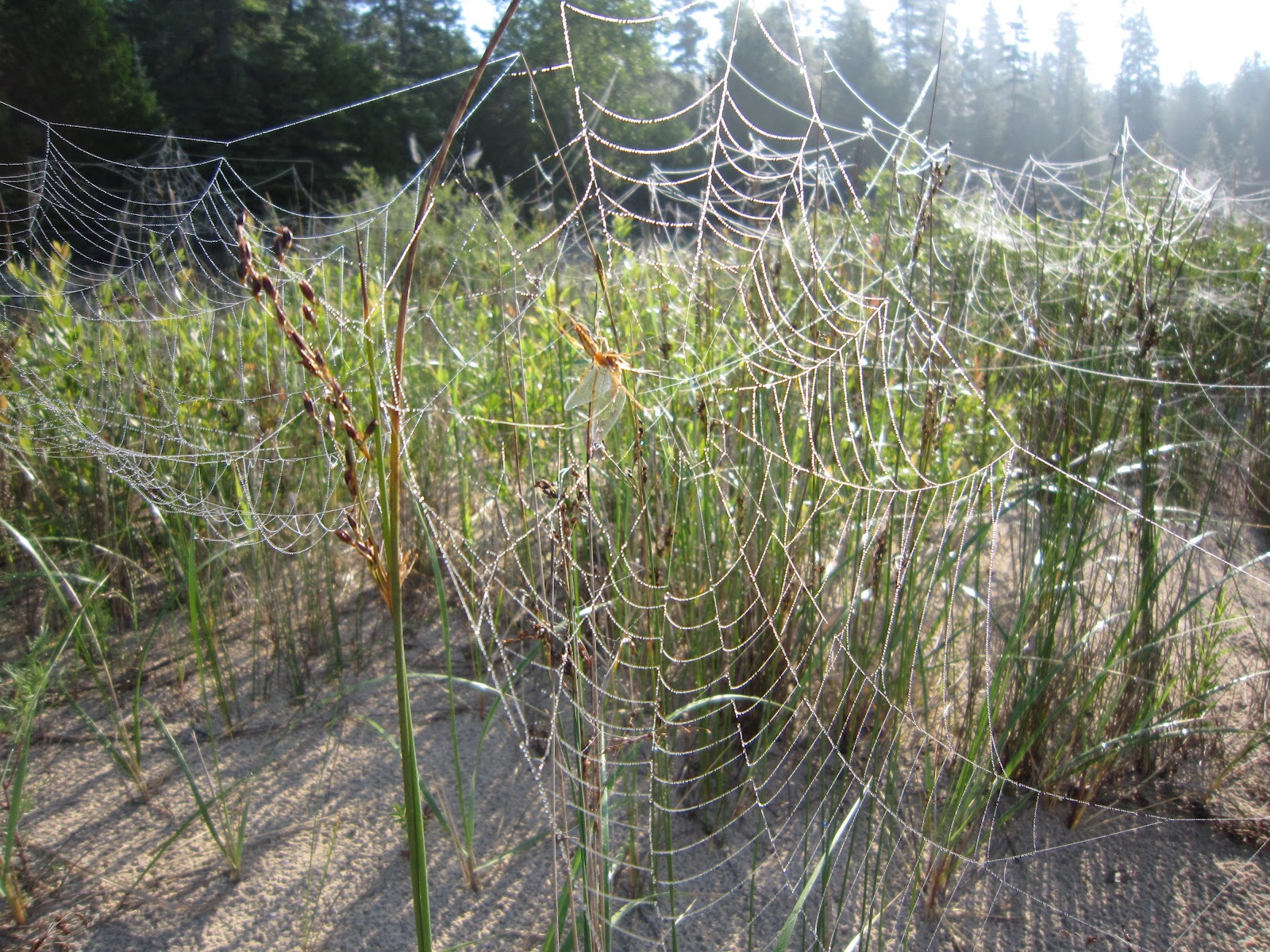 Amy Brown Science: Spiders Everywhere!