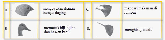 berbagainfo: Soal Tujuan Adaptasi Hewan dan Tumbuhan berbagainfo: Soal Tujuan Adaptasi Hewan dan Tumbuhan