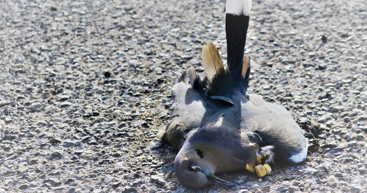 Living Rootless: El Paso: Dove Tail Memoriam