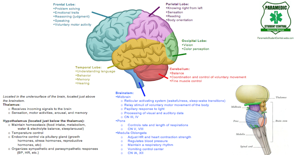 Paramedic Student Central: Brain Function Breakdown