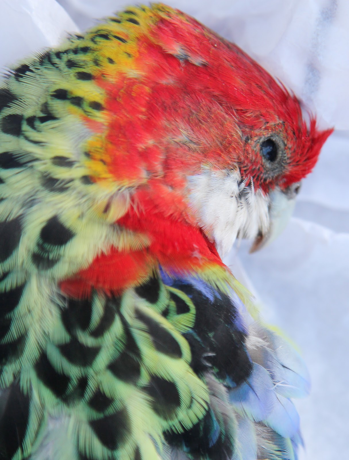 Rotorua Artist Janet Keen's Photography, Mosaics, Paintings & Writing ...