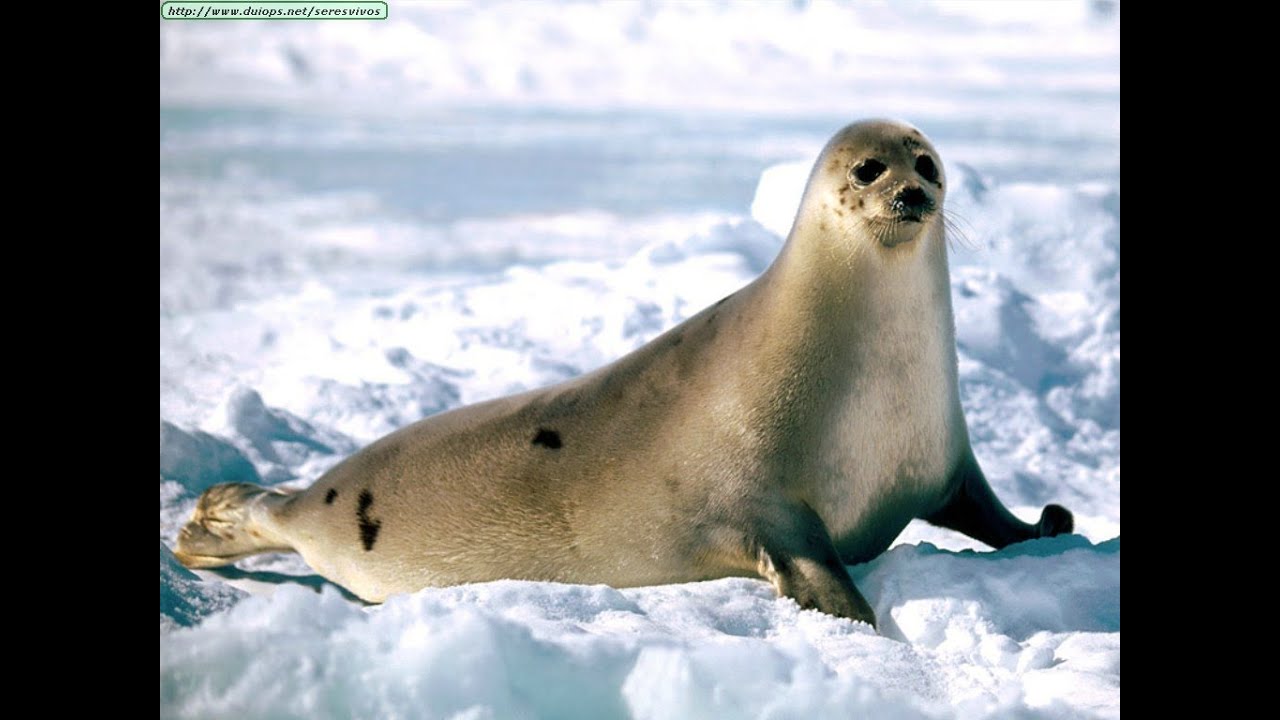 Aventureros del Benito: FOCA