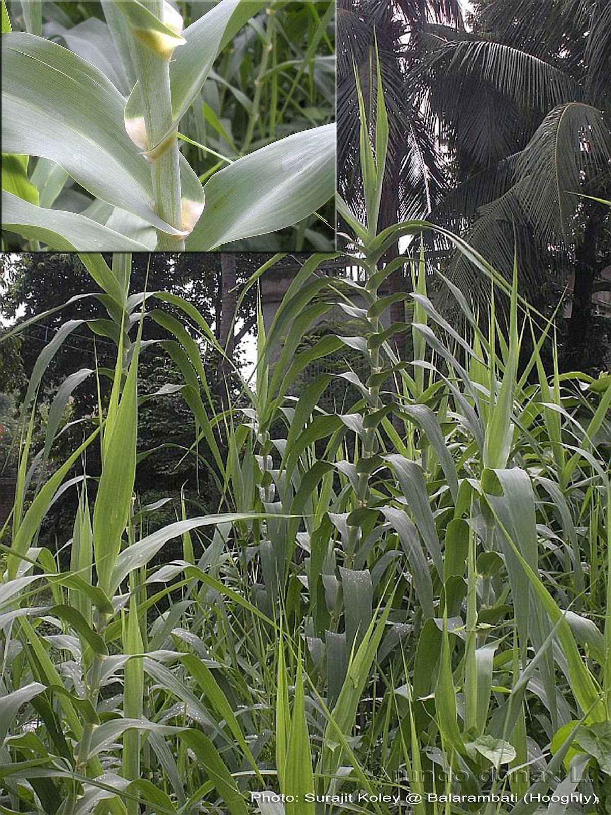 Medicinal Plants: Arundo donax Narkat Kaki veduru Pijlriet