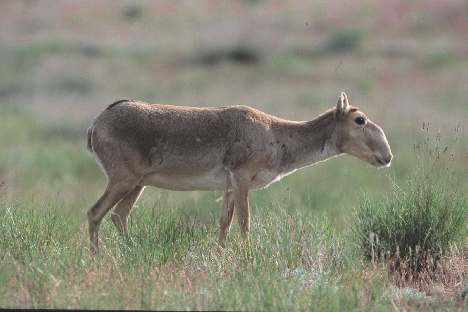 save nature animal: The Saiga Antelope